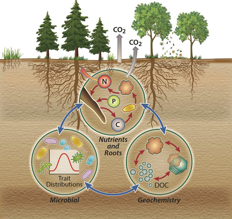 Science Behind Unleash Root Inoculant | Unleash Organics